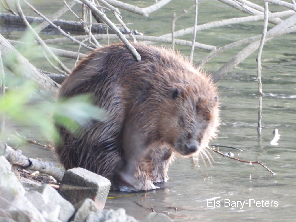 Presentatie over de bevers in Nederland - West-Betuwe