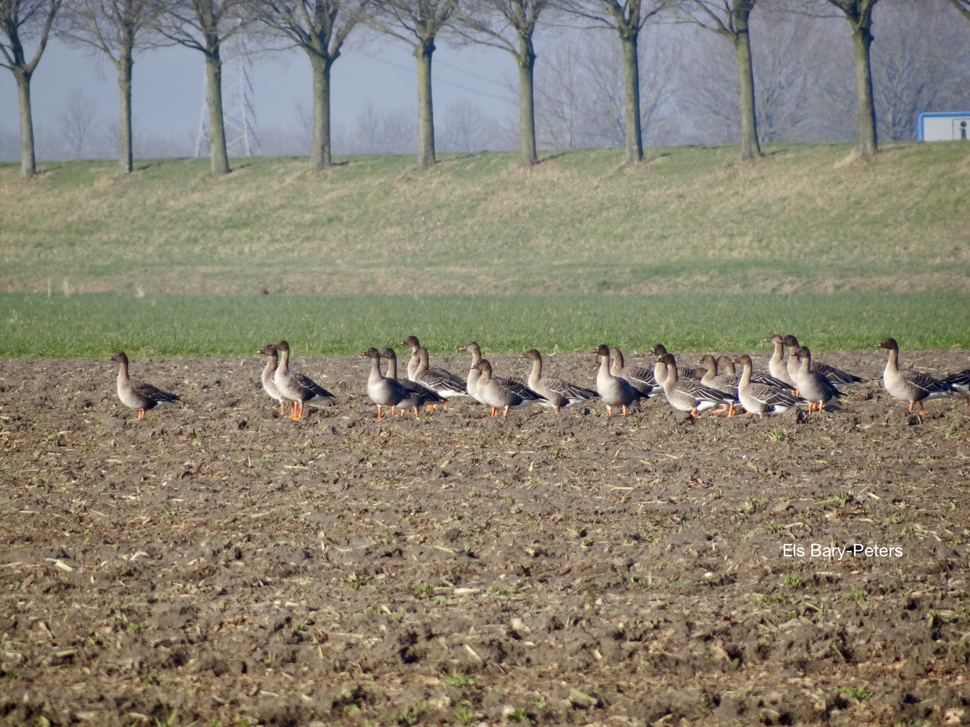 Vogelexcursie naar Zuid-Holland en Zeeland - IVN
