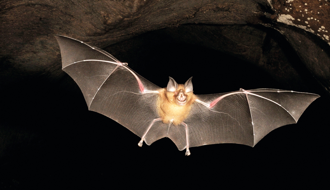 Vleermuizen, eng? Nee hoor onze gidsen vertellen er op 25 augustus alles over. - West-Friesland