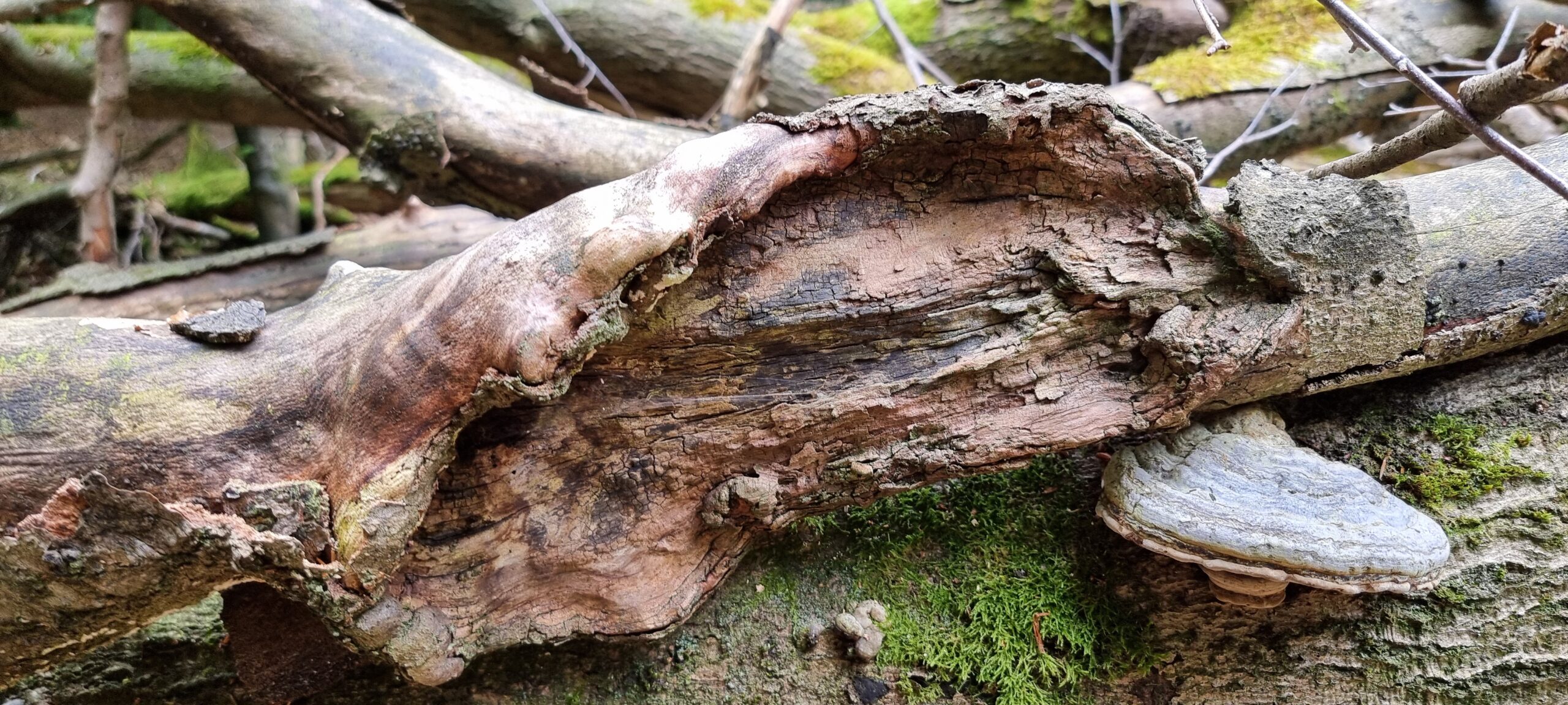 Dood hout leeft! - IVN