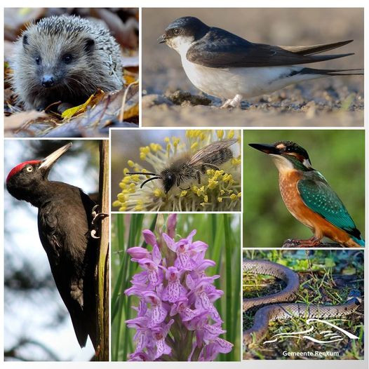 Stemming bekend Gemeenten Adopteren Soorten Renkum - Zuidwest Veluwezoom