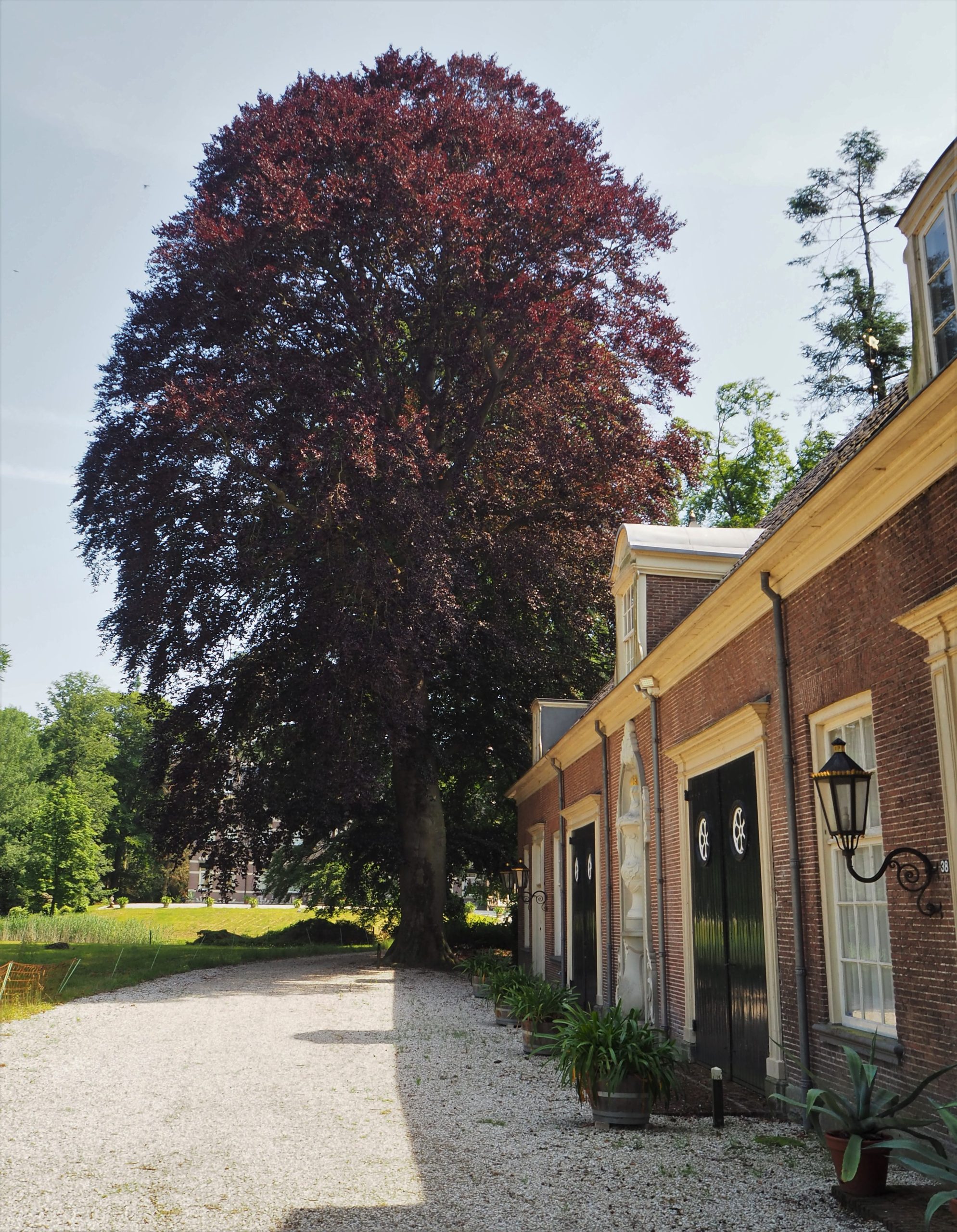 Excursie met als thema bomen - IVN