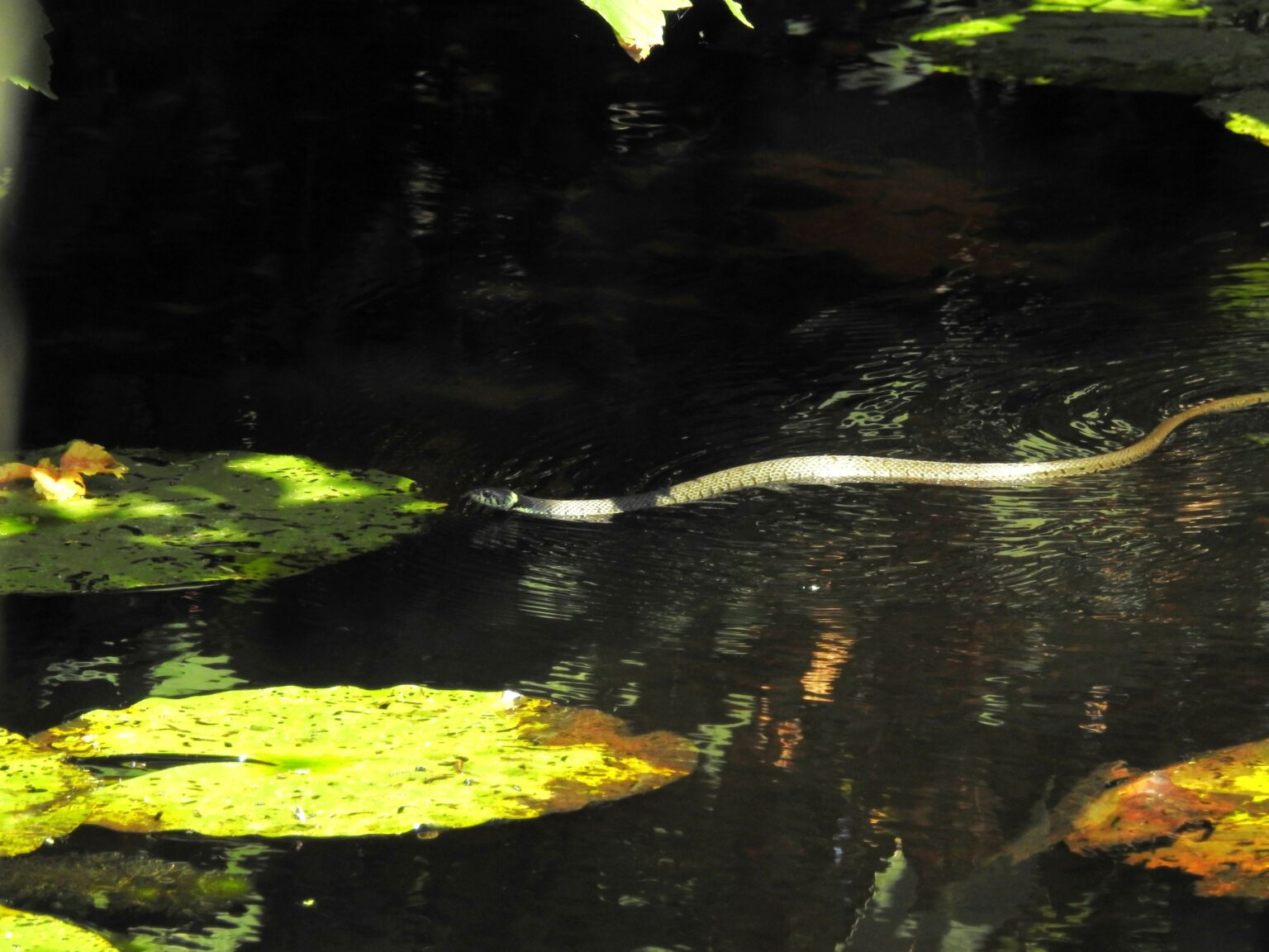 De ringslang, bewonderd en verafschuwd - IVN