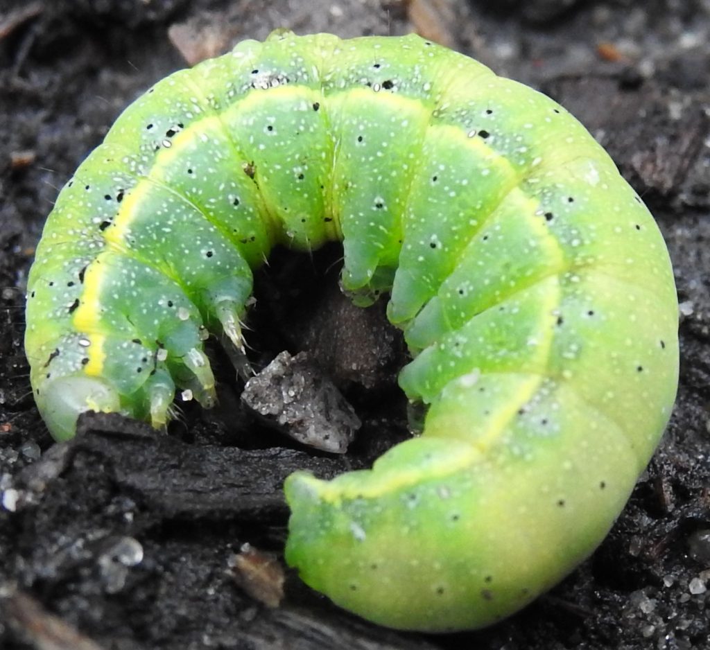 1000 soorten tuin - Apeldoorn