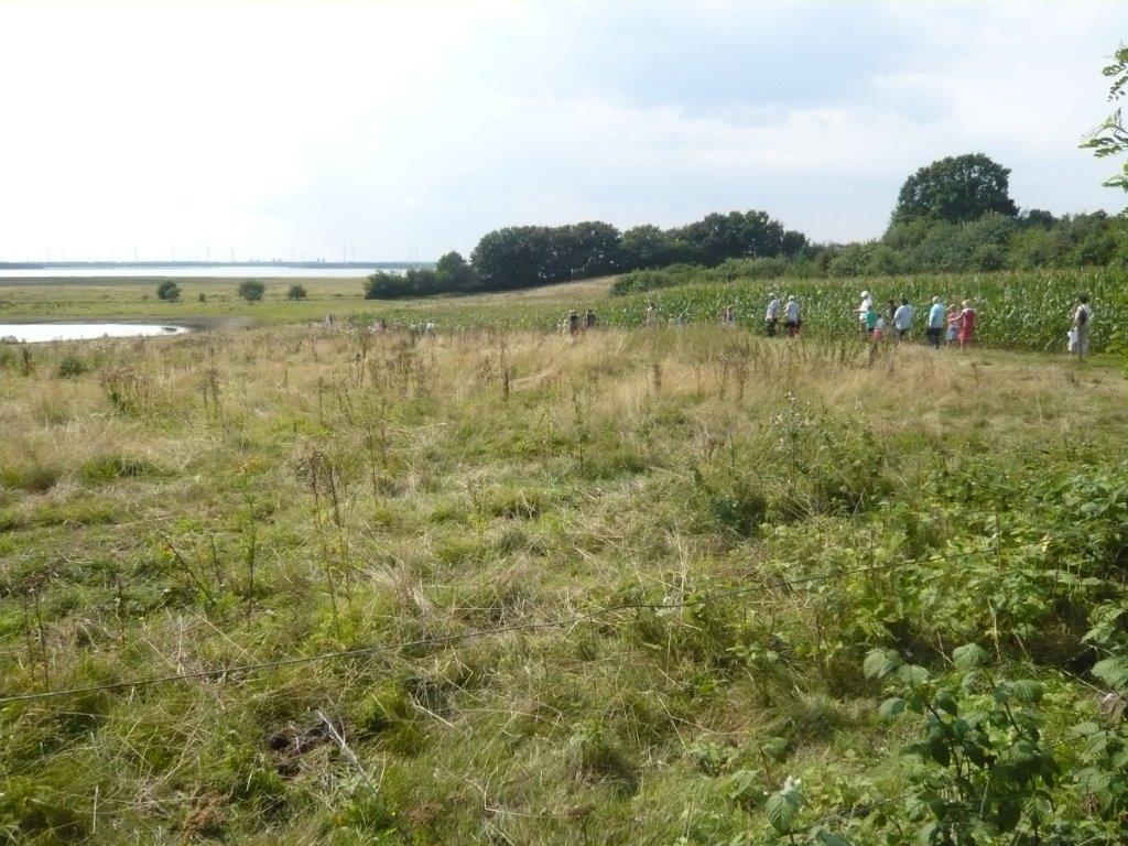 Vogelgeluiden in het riet - Groene Zoom