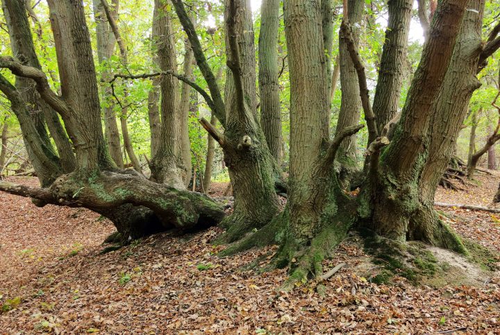 Rondje Huijbergen - Groene Zoom