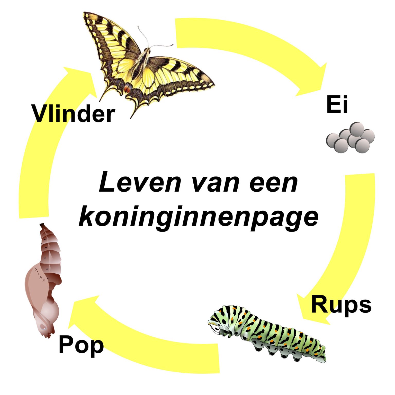 Vlinderweetjes - IVN