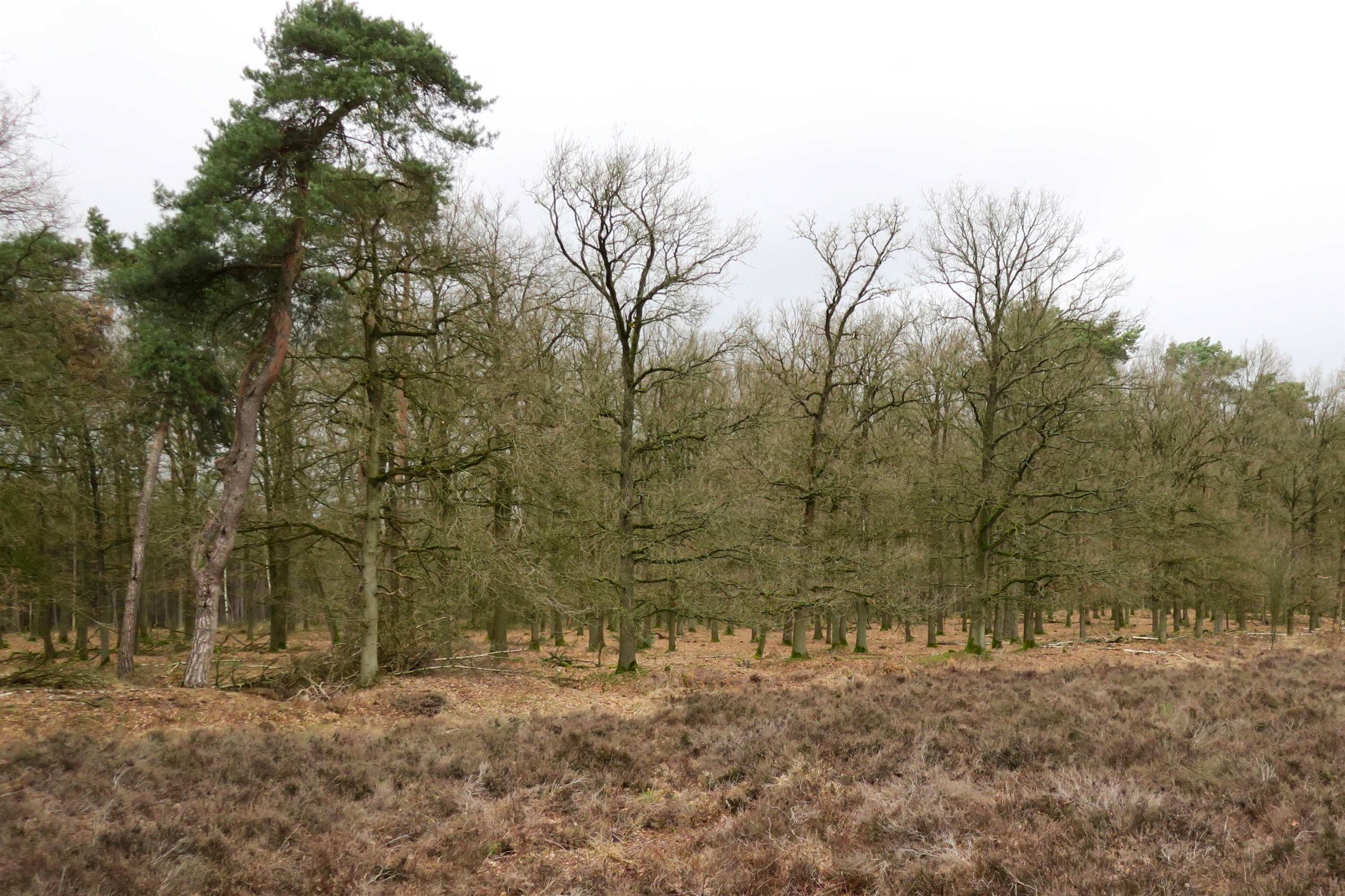 Bomen herkennen in de winter - IVN