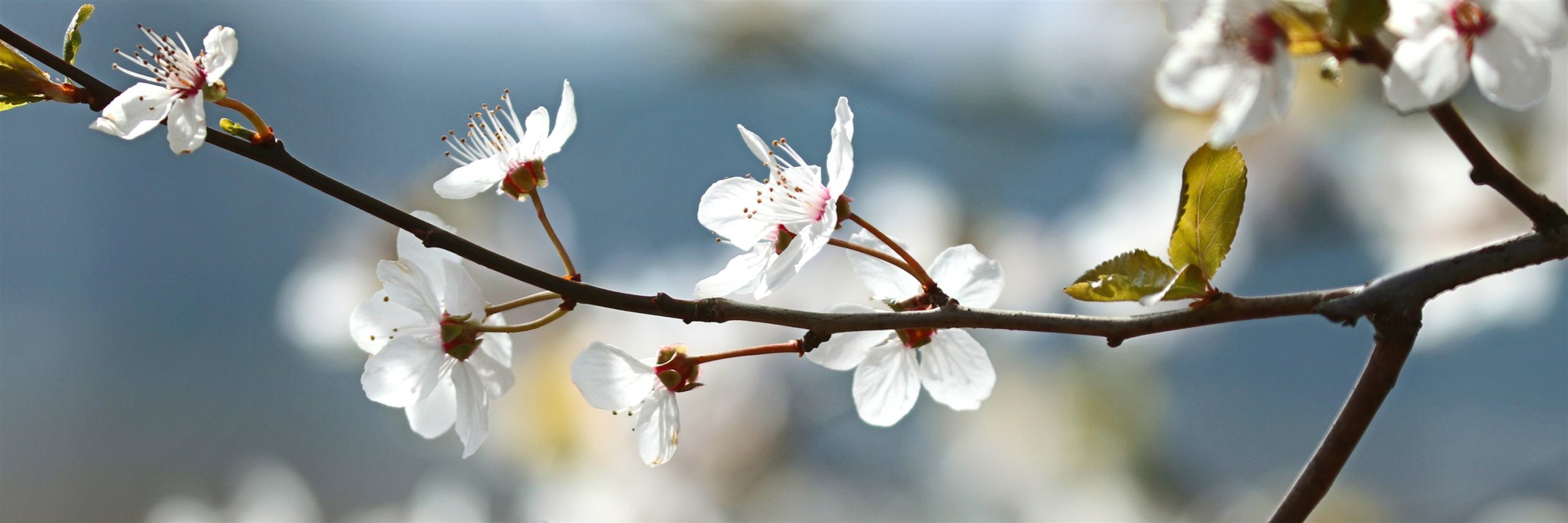 Archief Groene Blad 2024 en 2025 - Veenendaal-Rhenen
