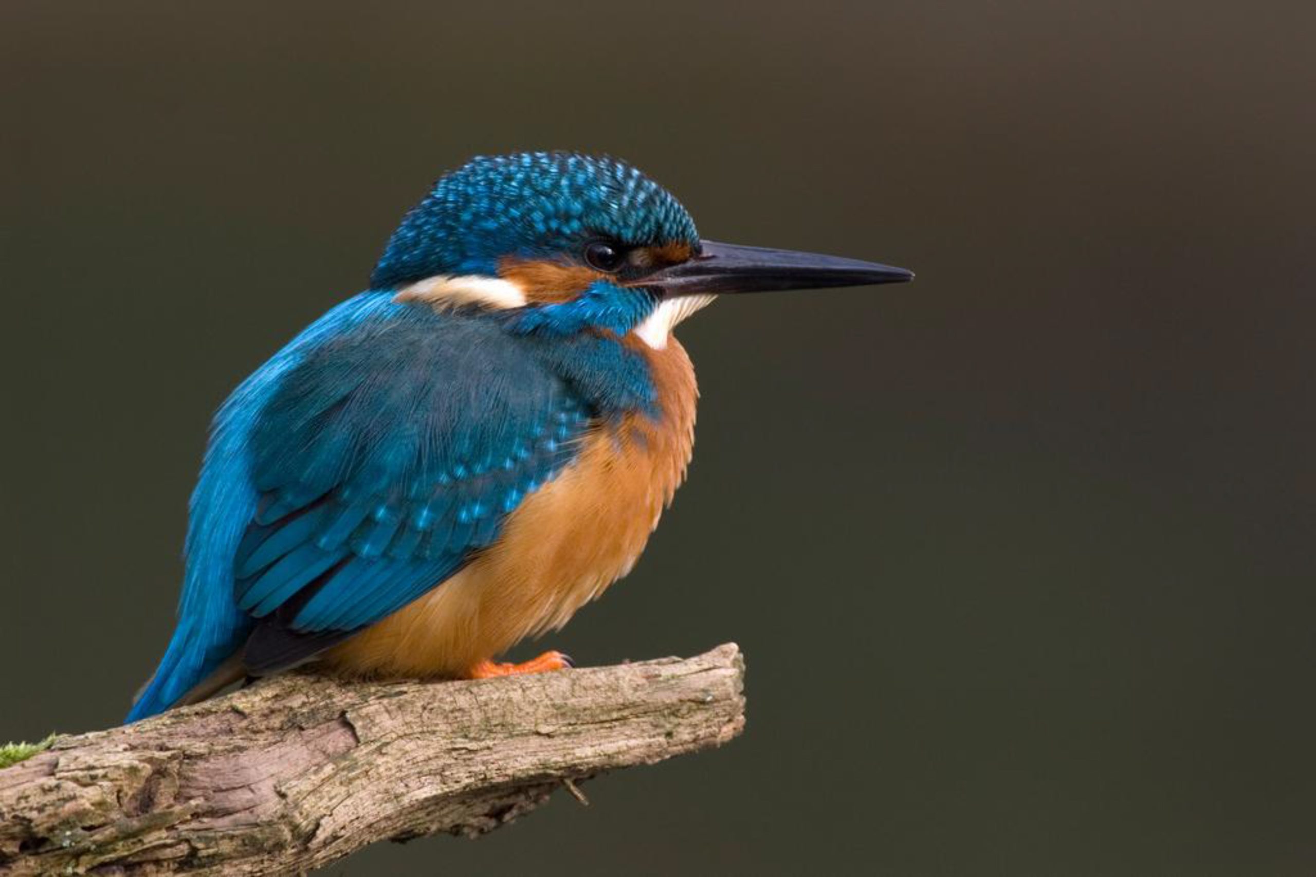 Werkgroep Vogels - Bernheze