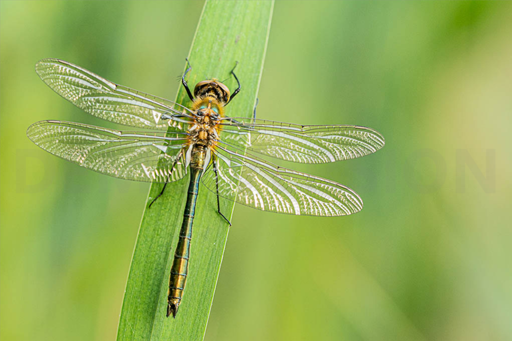 Lezing Insecten en fotografie, Bjorn van Lieshout - IVN