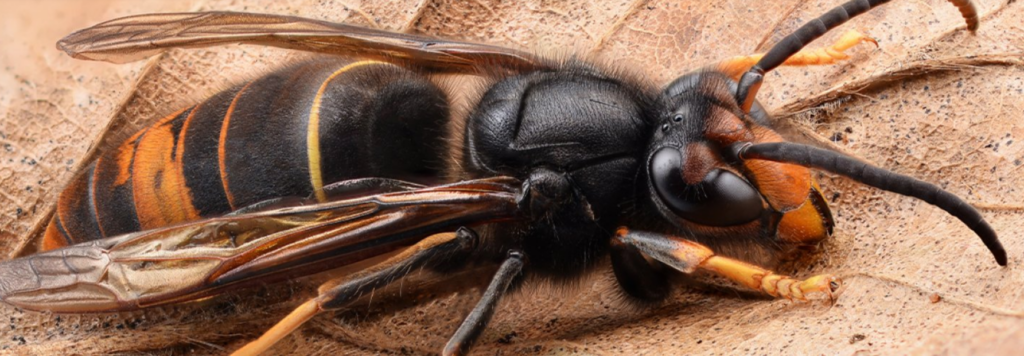 Aziatische Hoornaar: invasieve exoot. - IVN