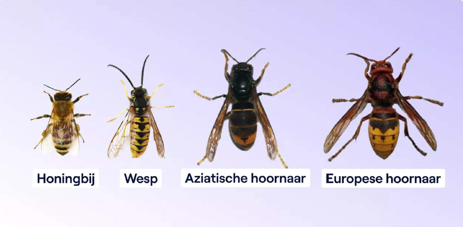 Bijen Aziatische hoornaar - IVN