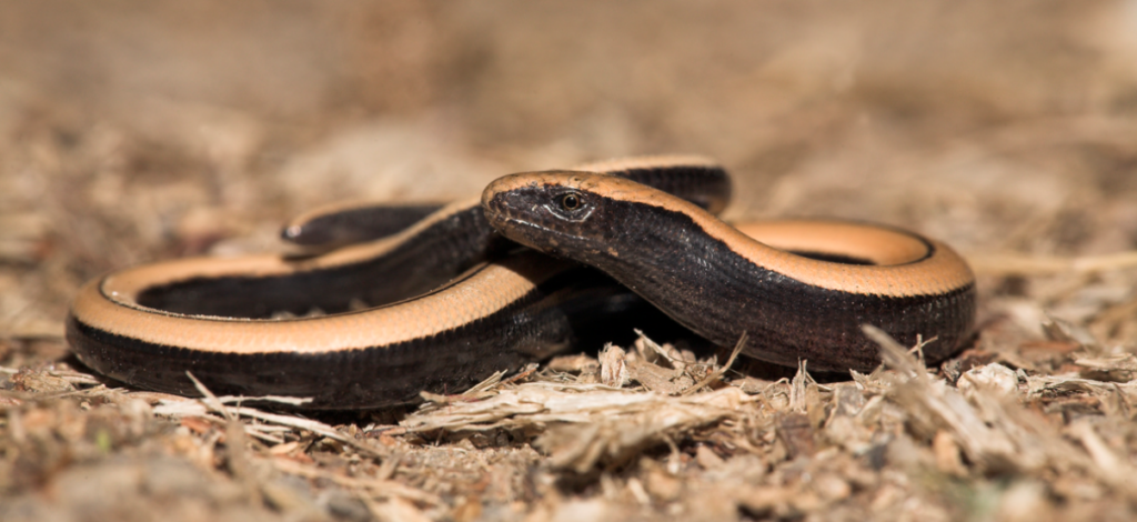 Hazelworm ? Ooit gezien?? - Bernheze