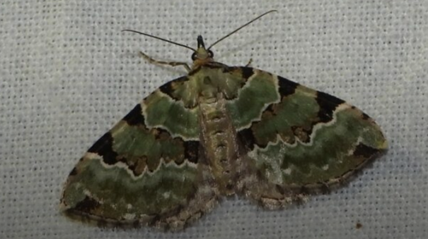 Nachtvlinderen - IVN