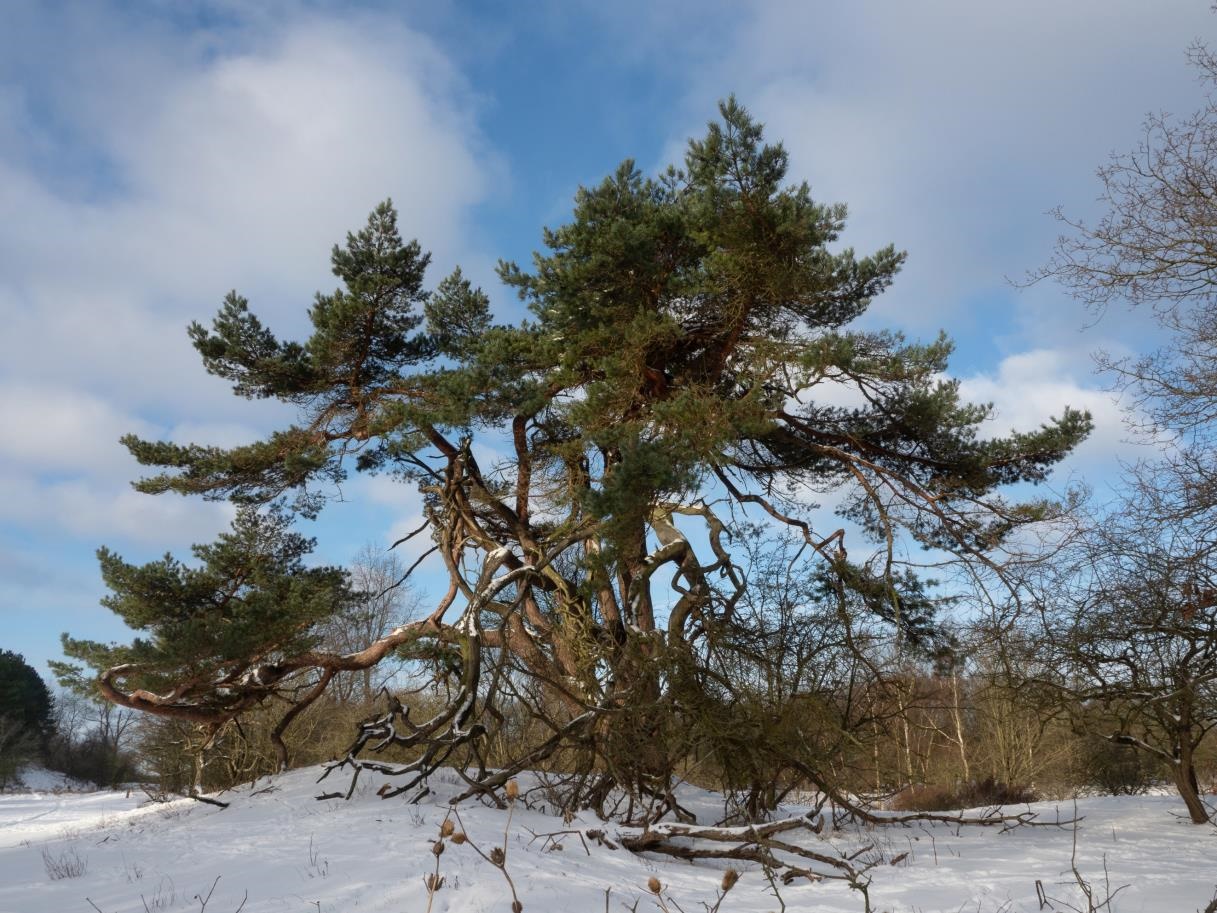 Bomen over bomen - de grove den - Zuid-Kennemerland