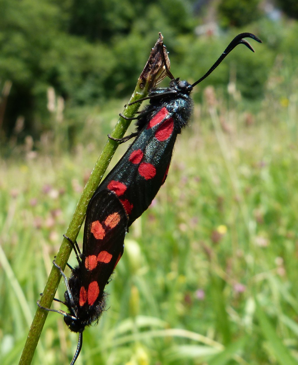 Vlinders in de zomer - IVN