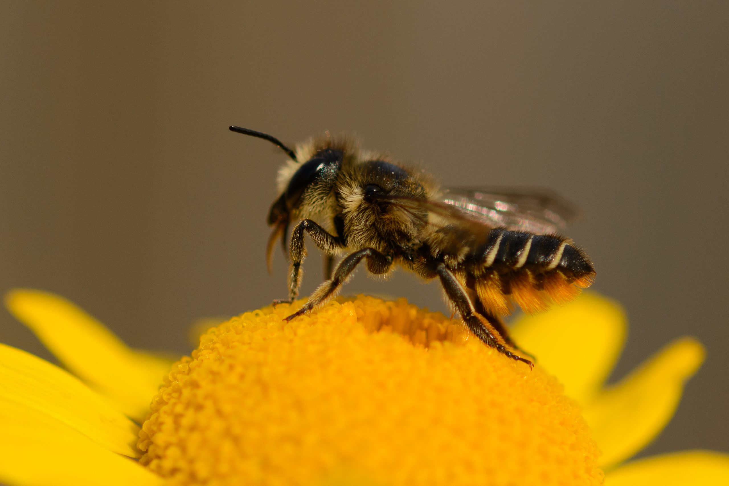 Maak je eigen tuin bijvriendelijk! - Nederland Zoemt