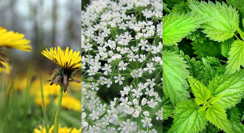 Onkruid, onkruid, onkruid.... - Zaaiplezier!