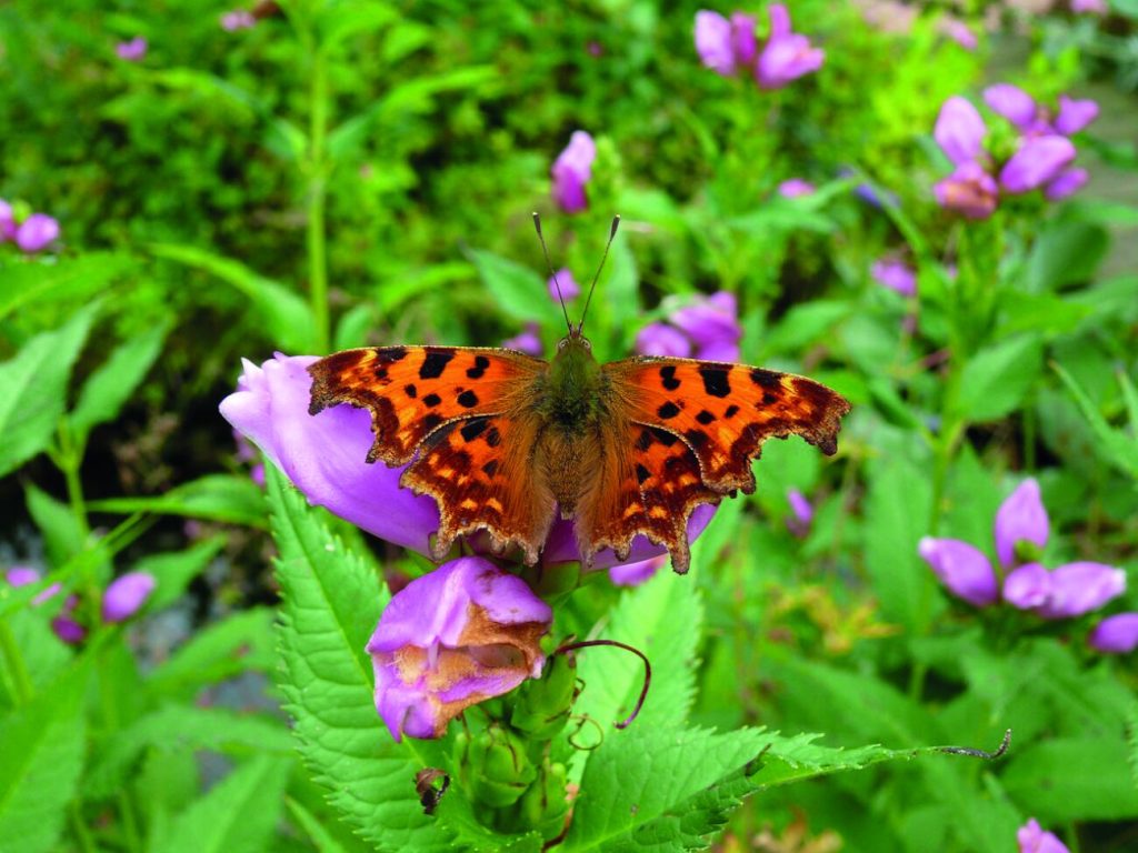 Natuur en Biodiversiteit Bevorderen - IVN