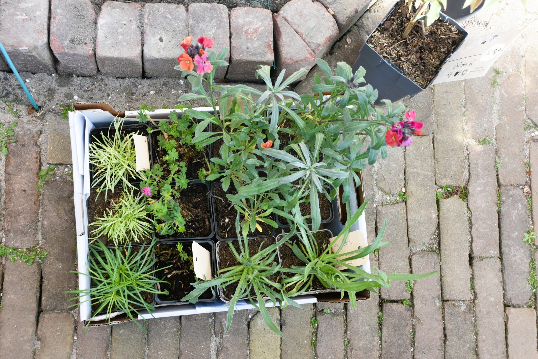 Groene Straat Make-Over - IVN Natuureducatie