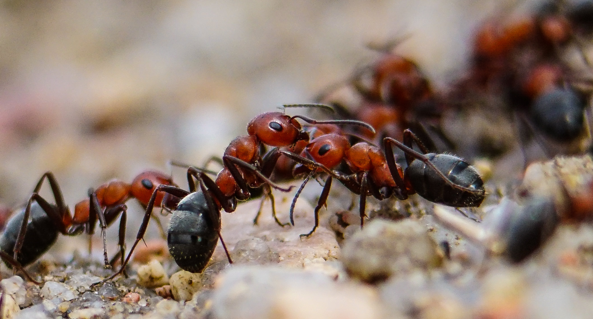 Rondje Natuur over natuurlijke bestrijding - IVN