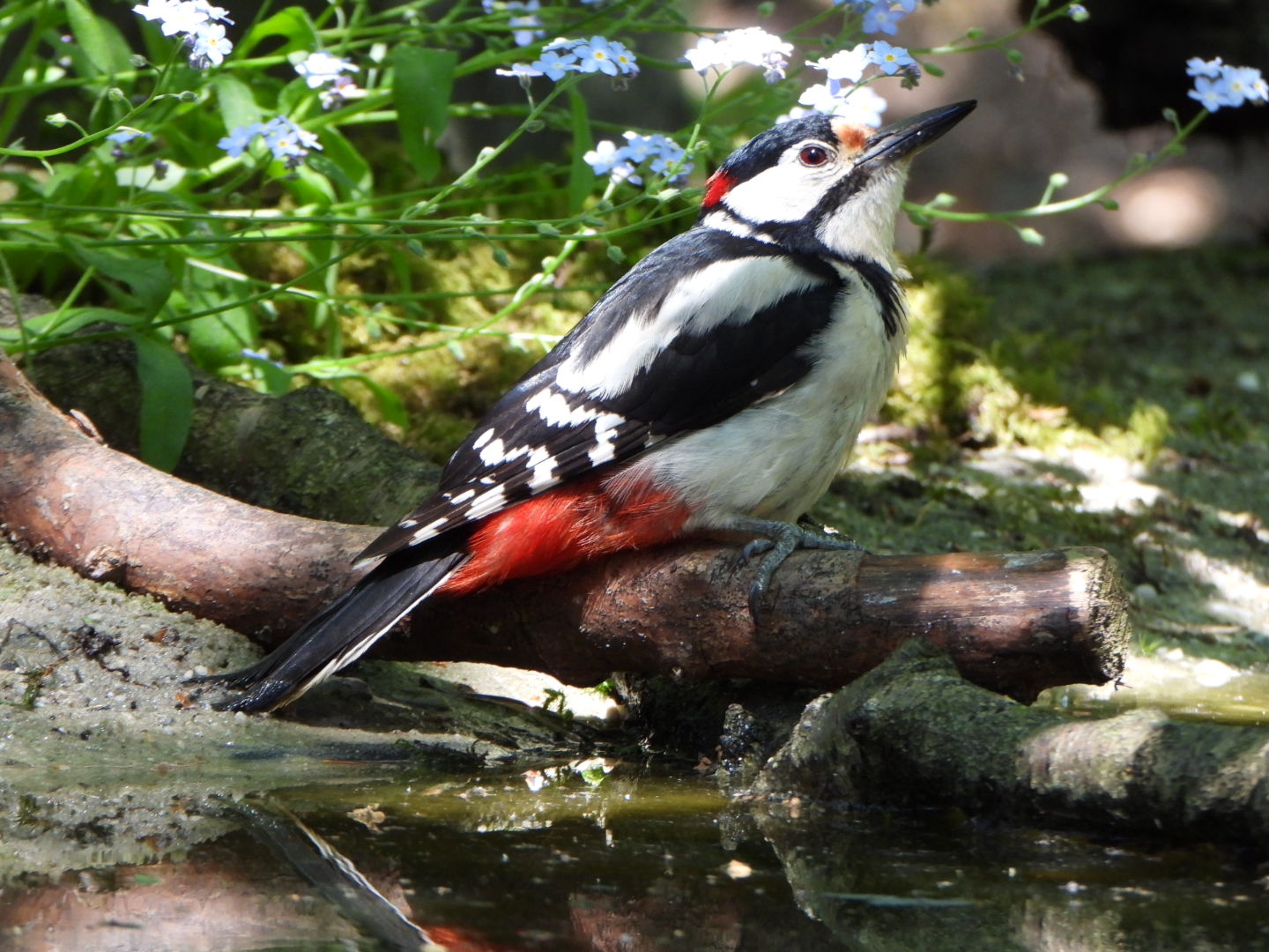 GEANNULEERD Thema-avond "Vogels kijken in bos en veld" - IVN