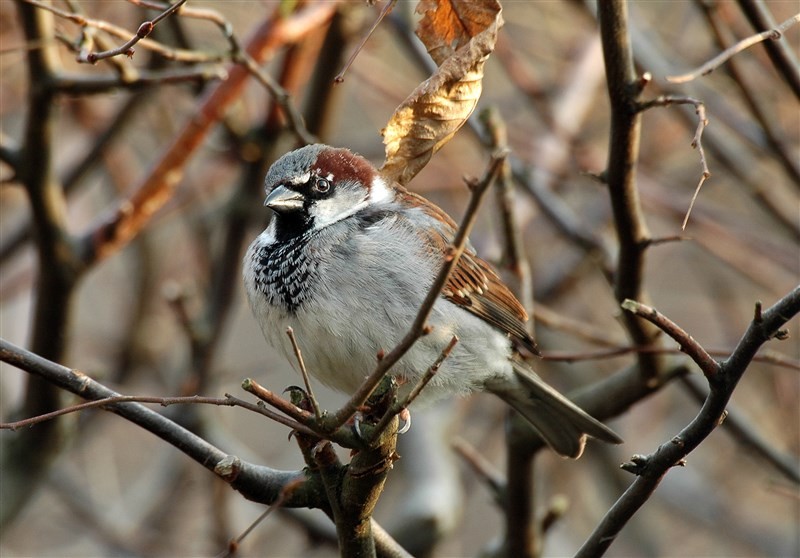 Rondje Natuur "het jaar van de mus" - Mierlo