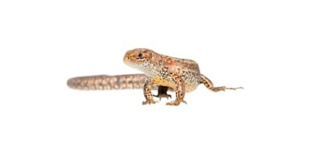 Lezing: Dreigende teloorgang van de Levenbarende hagedis bij Watersley ...