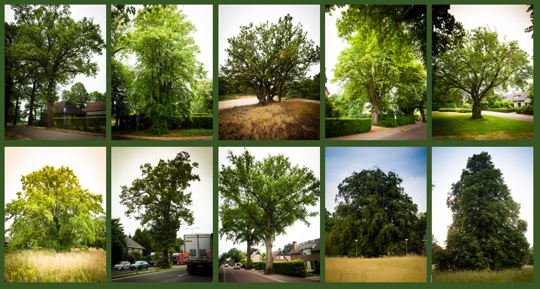 vrijdag 11 augustus bekendmaking winnaar van de prontste boom door ...