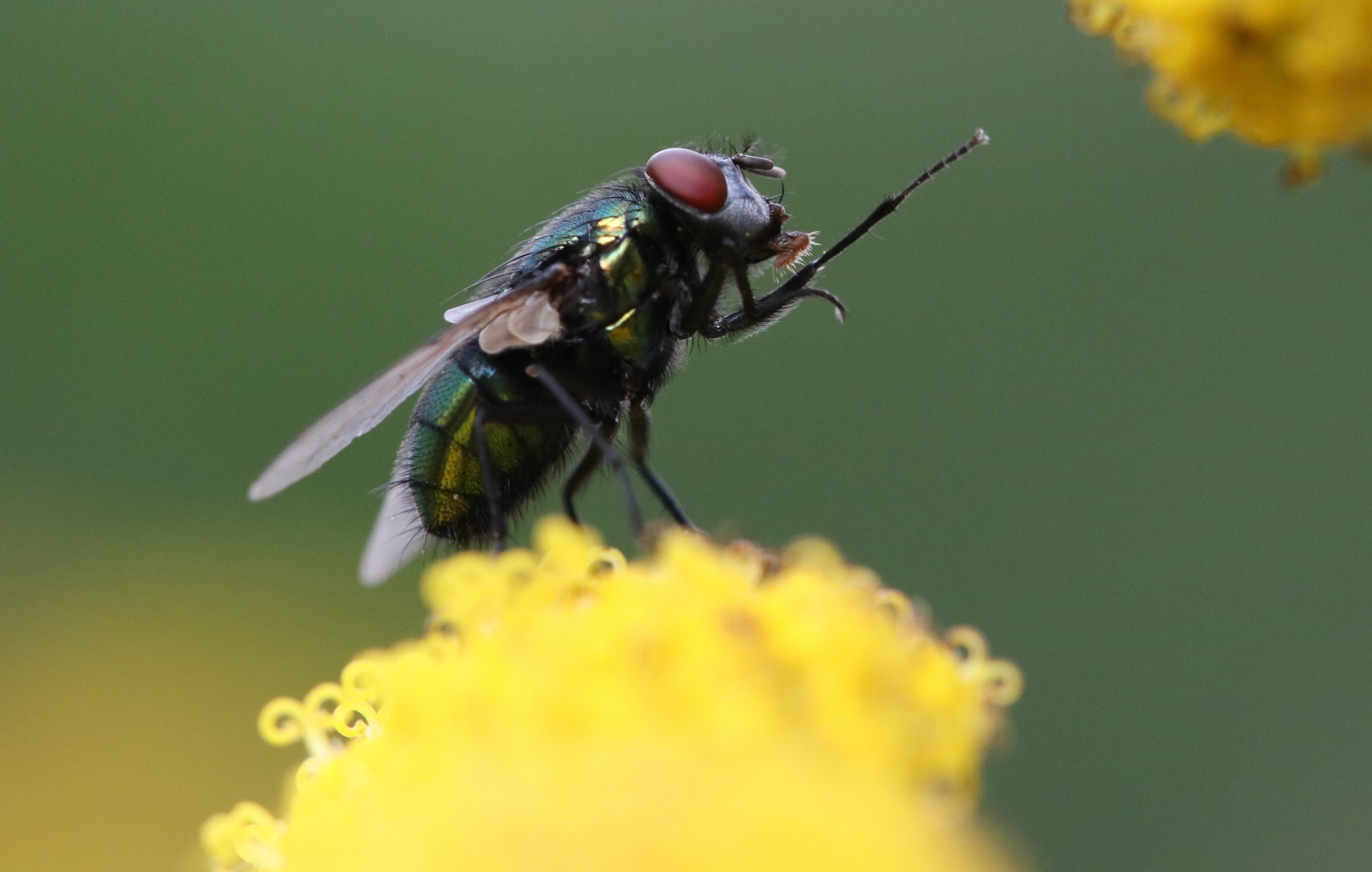 Insecten - Nieuwegein-IJsselstein e.o.