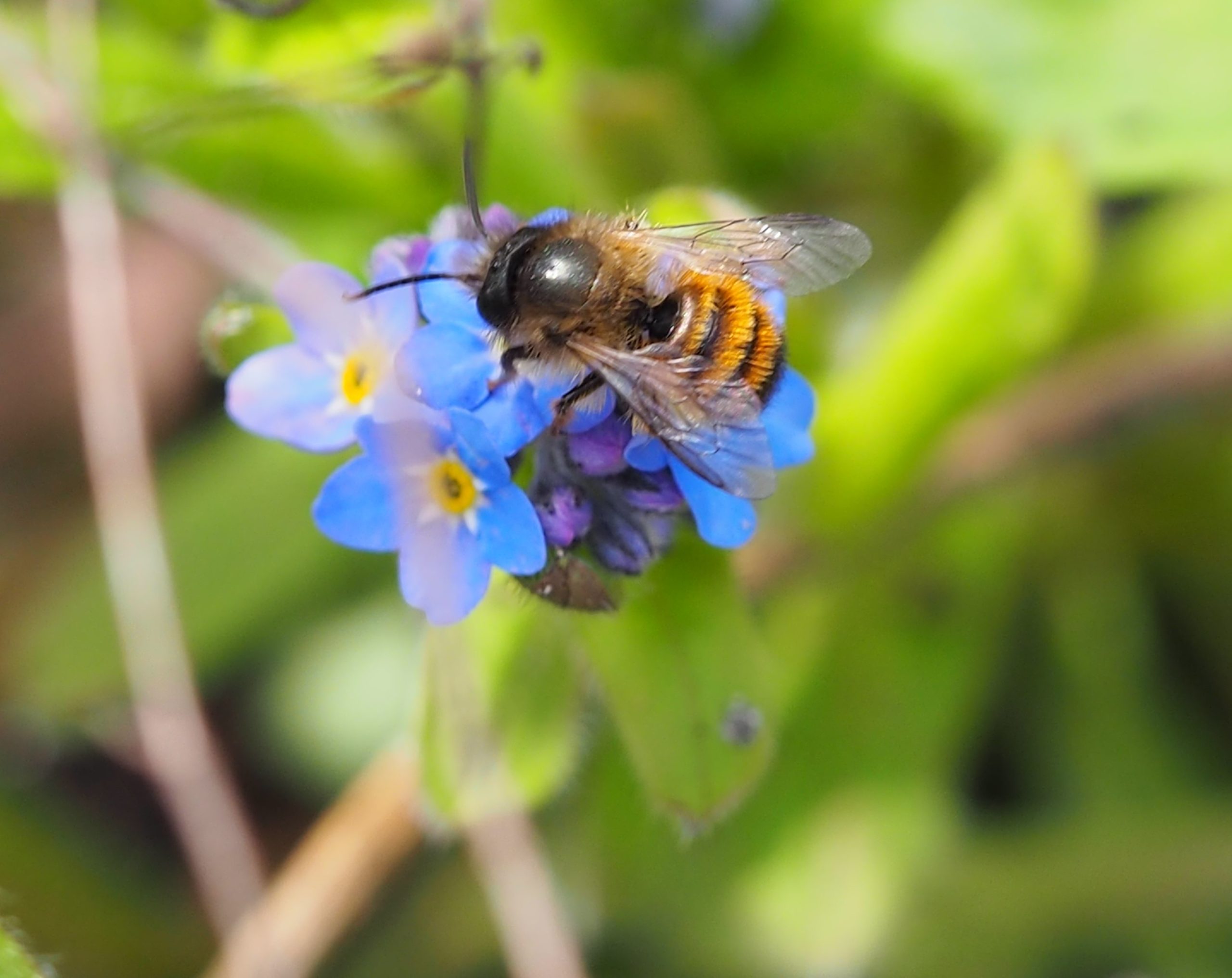 Lente excursie : wilde bijen en stinzeplanten in landgoed Amelisweerd - IVN
