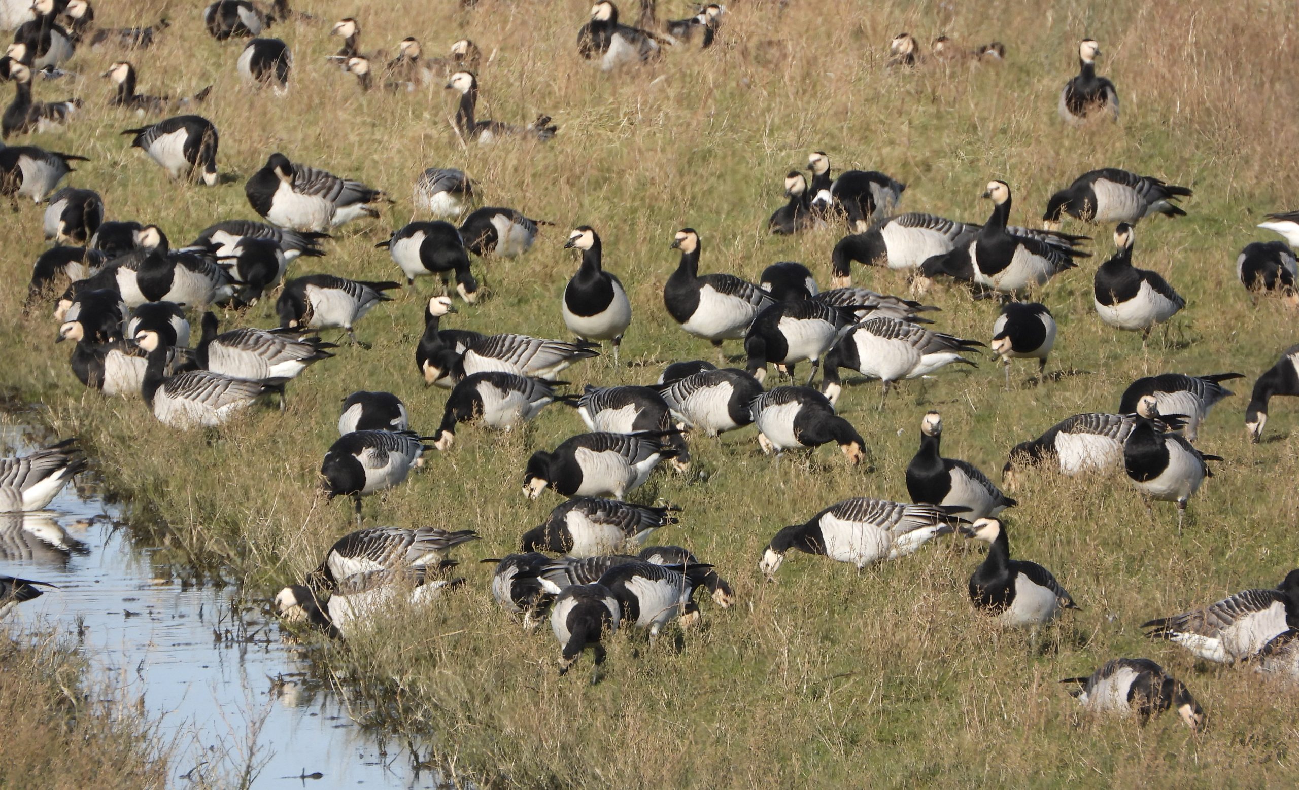 Over Noord-Groningen - Noord Groningen
