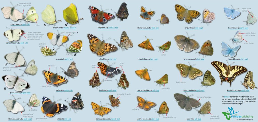 Dit weekend: Nationale vlindertelling - Noord Groningen