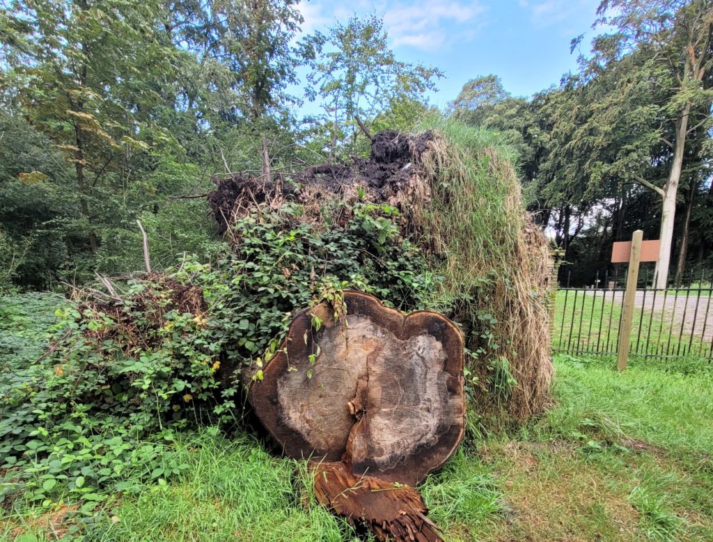 Wandeling Heilooër Bos* - Noord-Kennemerland