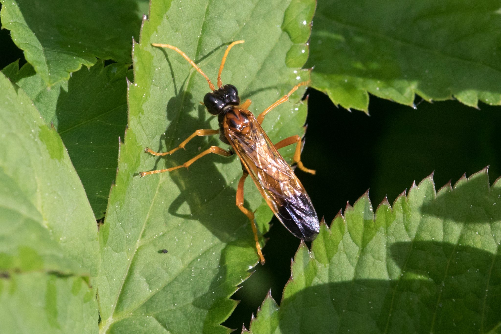 Op zoek naar insecten op de Blesdijkerheide - Noordwest-Overijssel