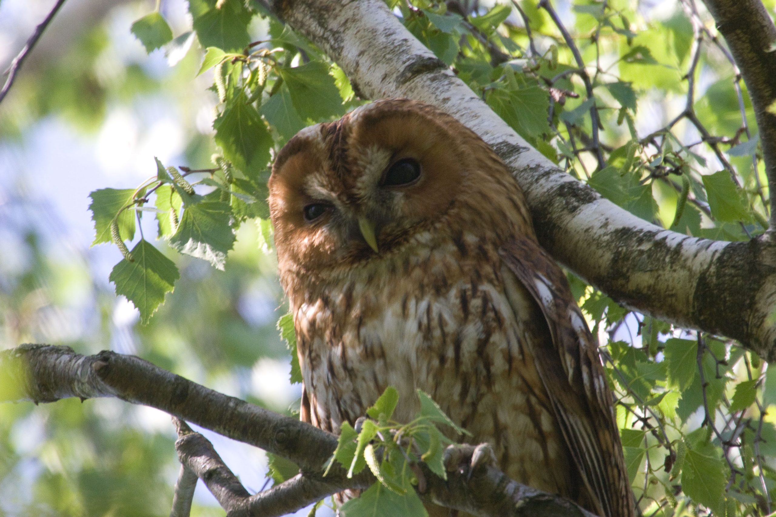 Nachtelijke Zoektocht naar bosuilen op de Woldberg - IVN