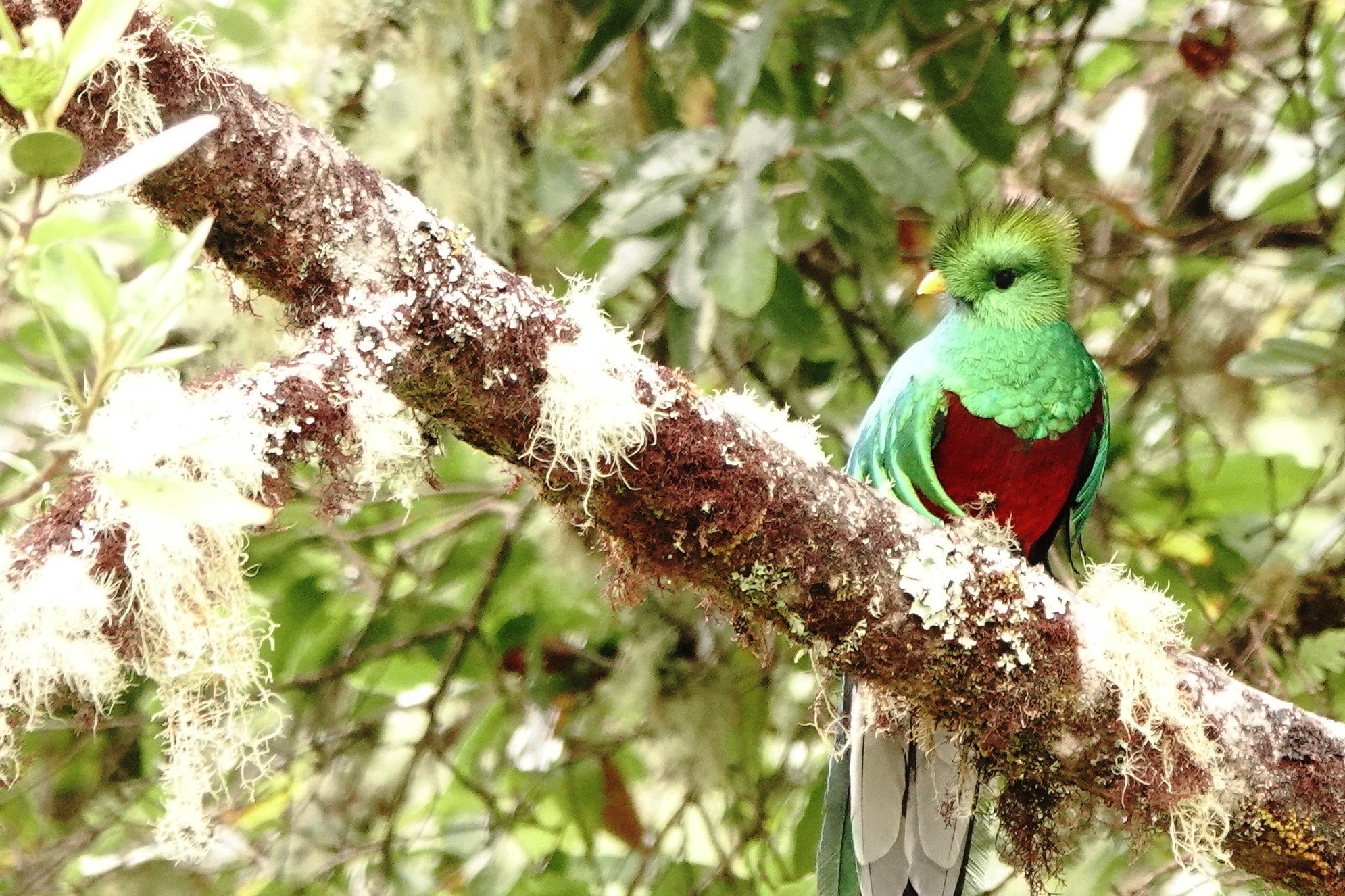 Geert Smit neemt ons mee naar het vogelrijke Costa Rica - IVN