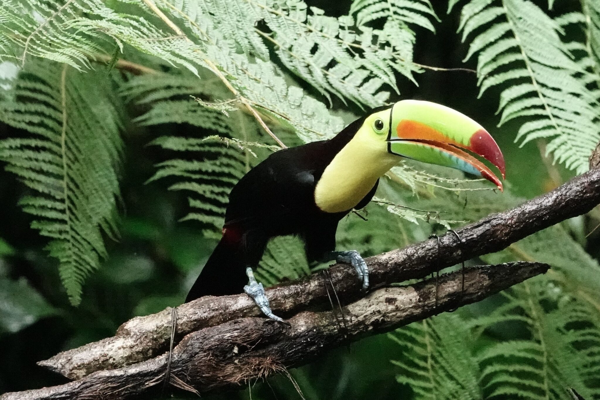 Geert Smit neemt ons mee naar het vogelrijke Costa Rica - IVN