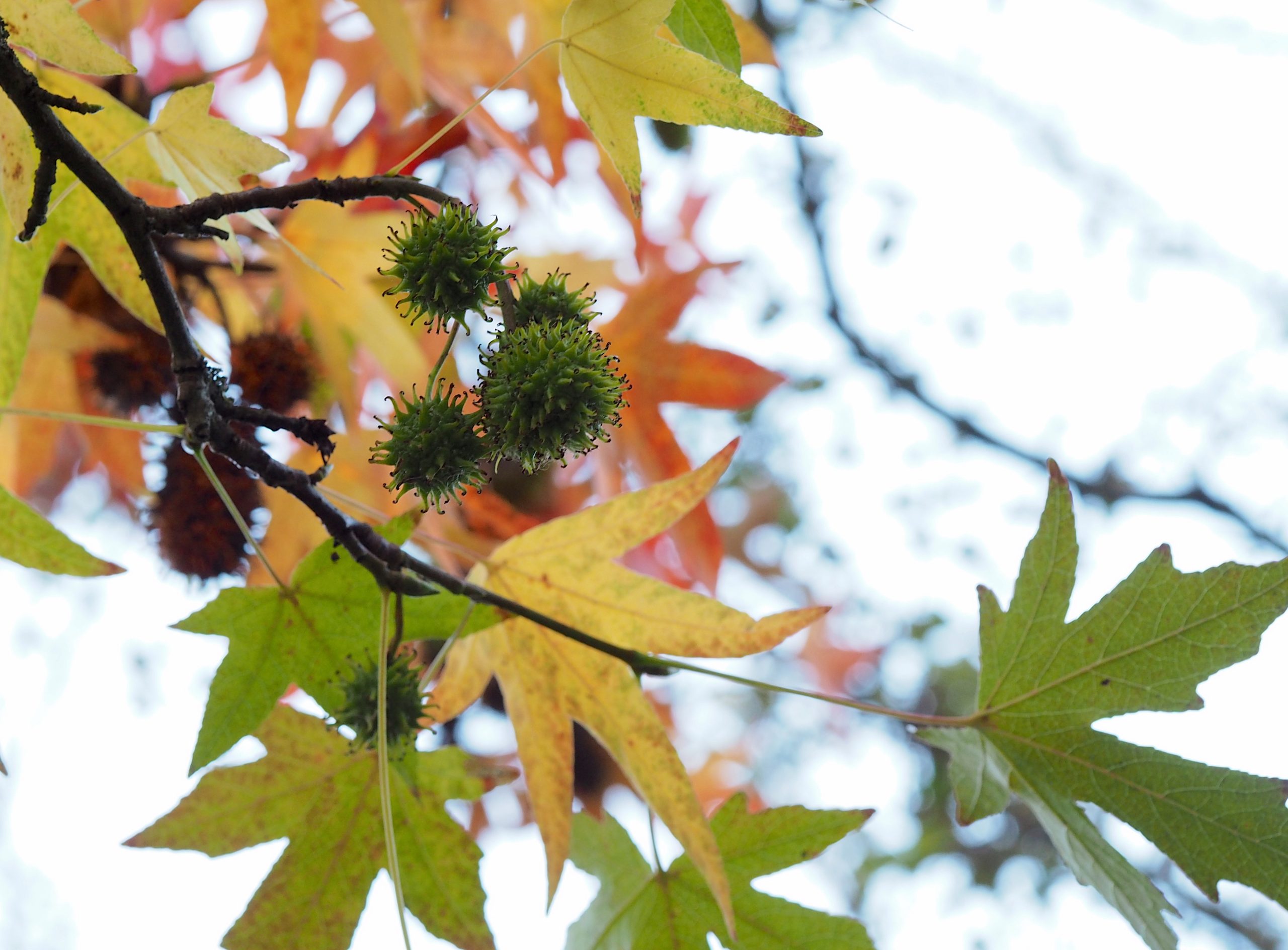 Amberboom - Liquidambar styraciflua - Oirschot