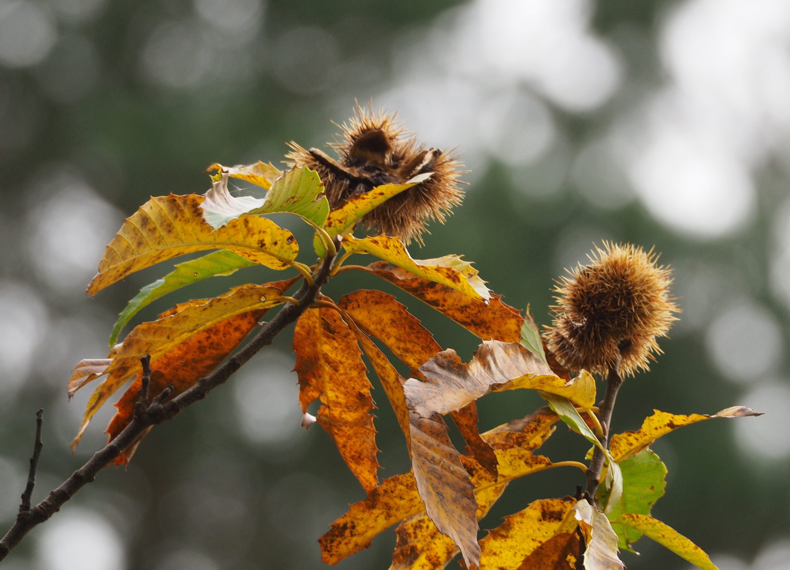 Tamme kastanje - Castanea sativa - Oirschot