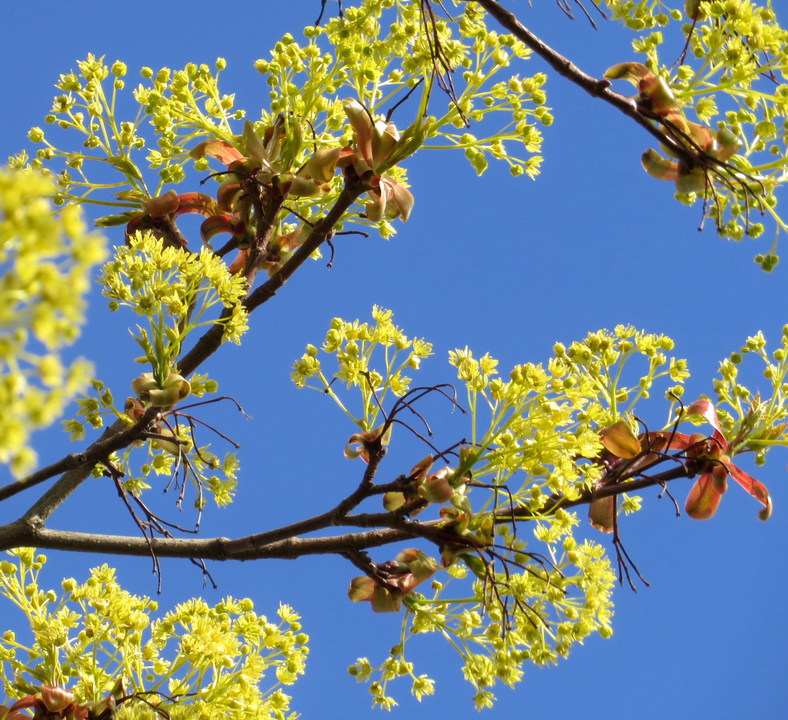 Noorse esdoorn - Acer platanoides - IVN