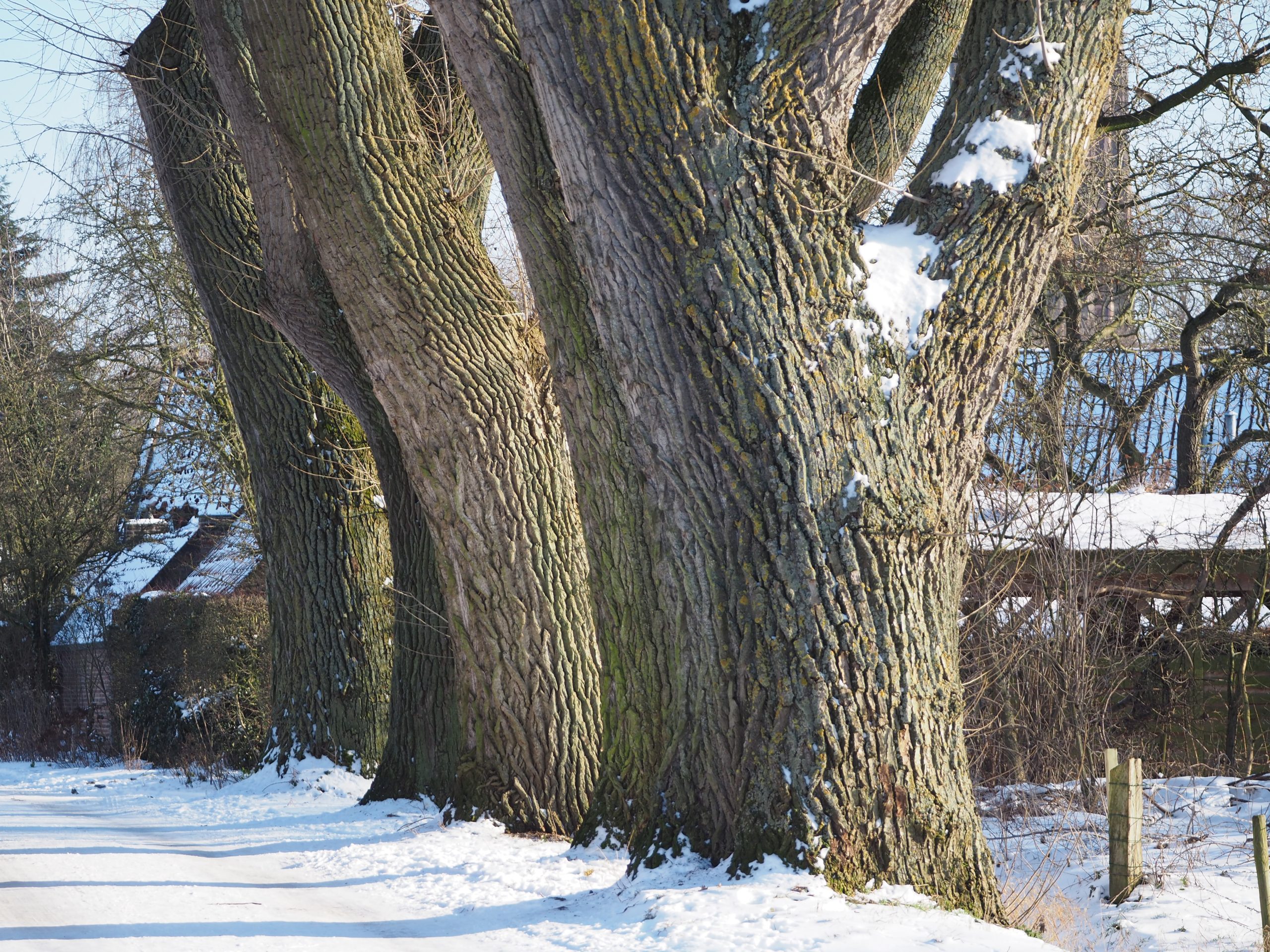 Populier - Populus x canadensis 'Marilandica' - IVN