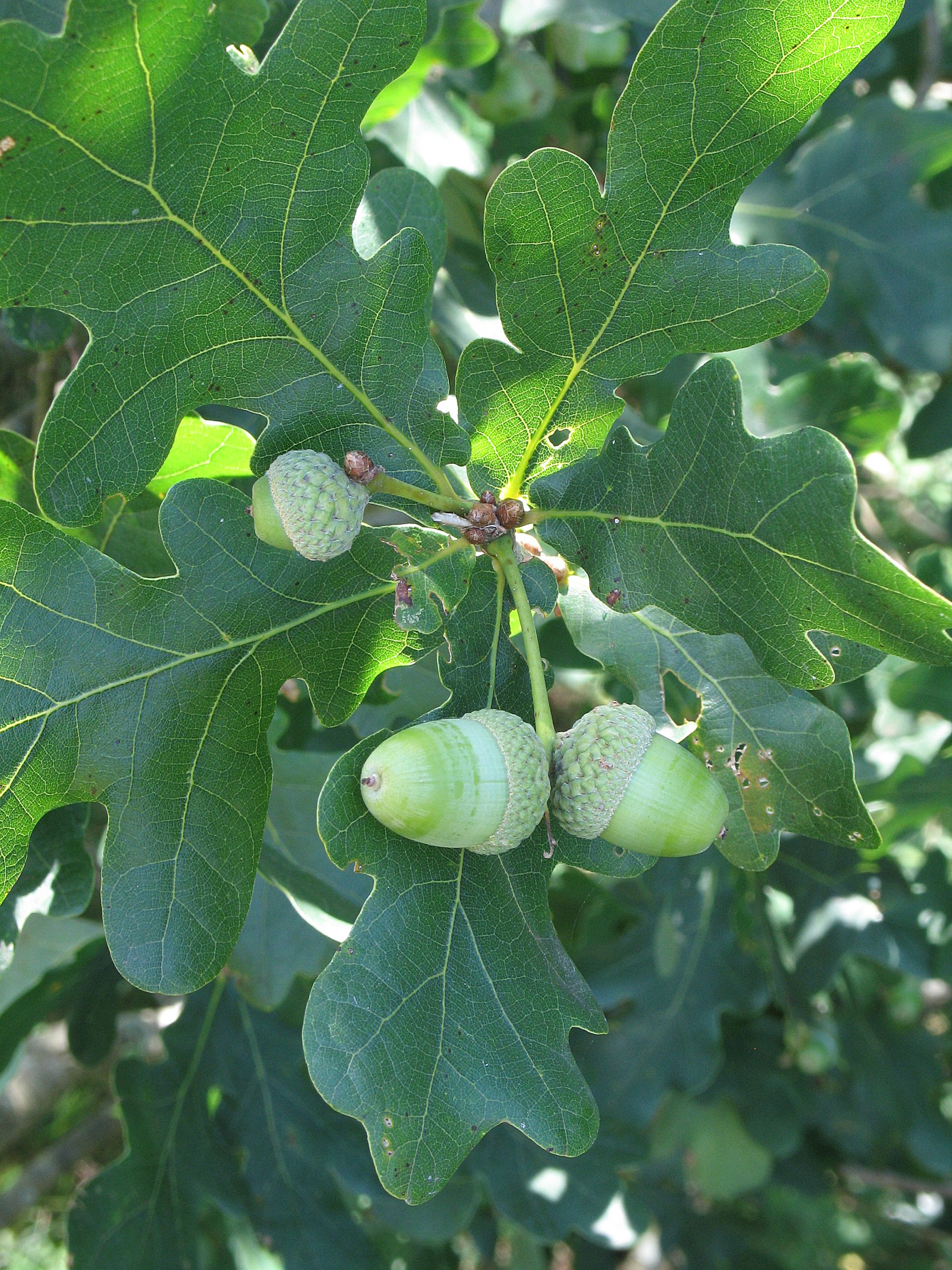 Zomereik of Inlandse eik - Quercus robur - Oirschot