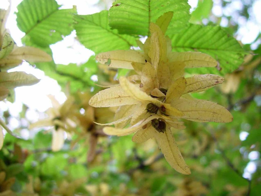 Haagbeuk - Carpinus betulus - IVN