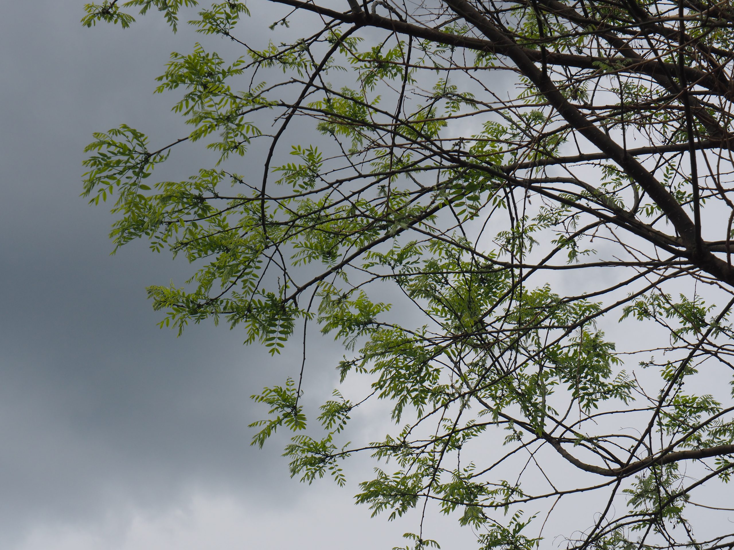 Honingboom - Styphnolobium japonicum - IVN