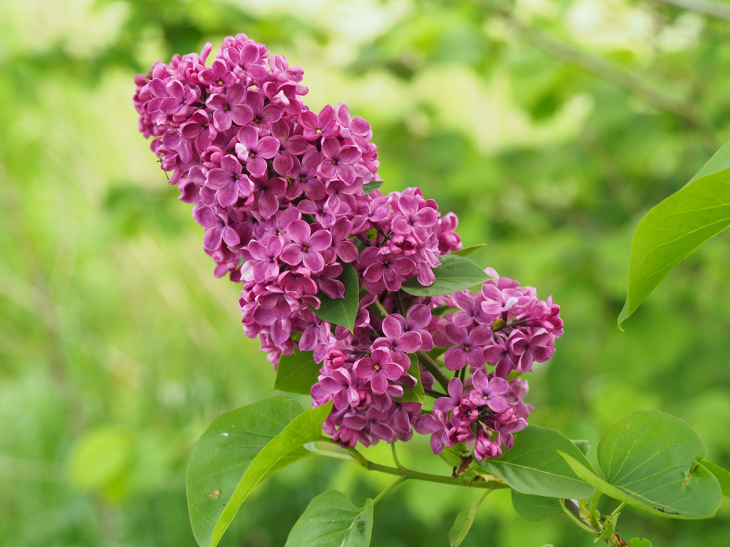 Sering - Syringa vulgaris 'Andenken an Ludwig Späth' - Oirschot