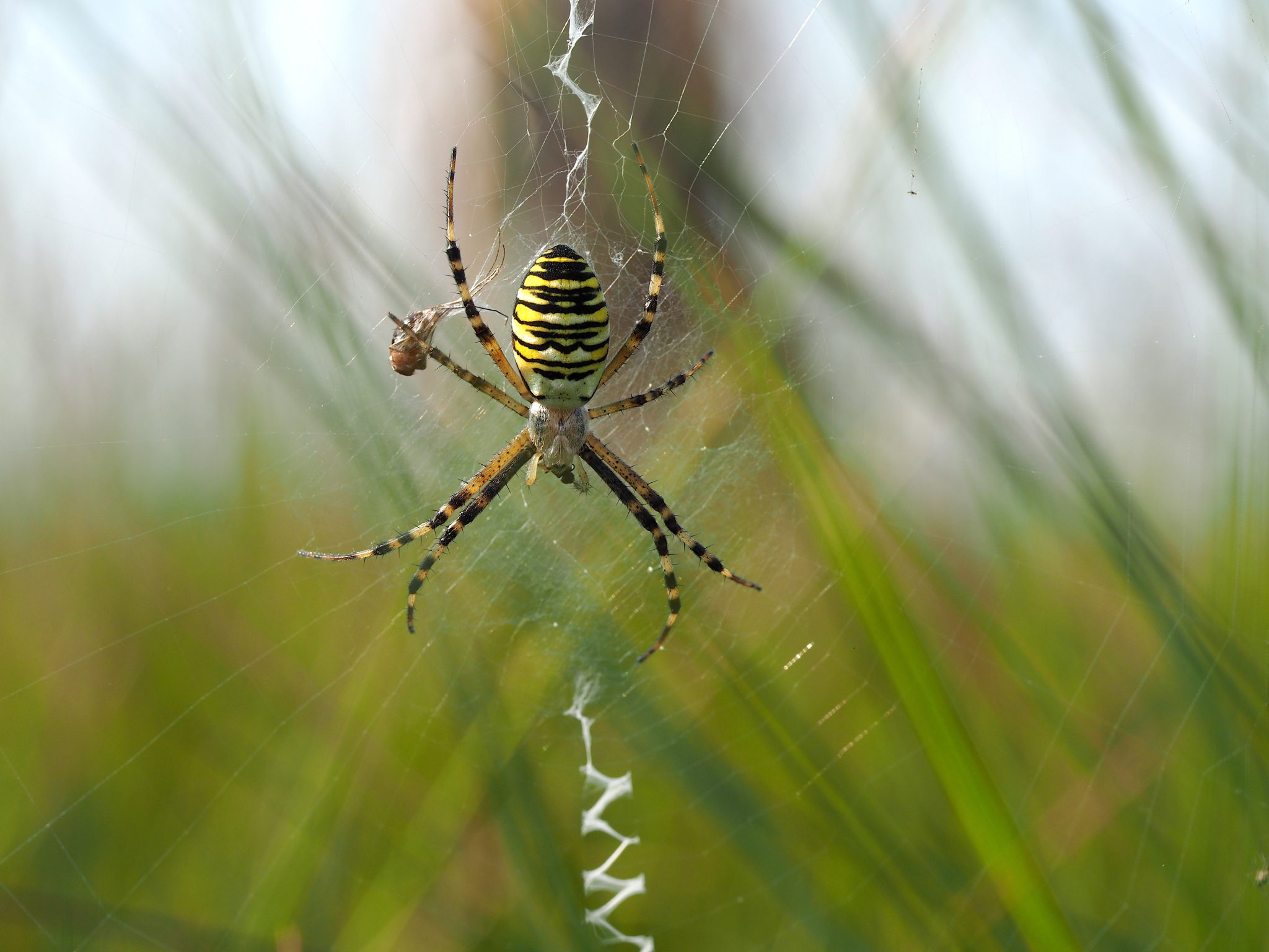 Vroege herfstwandeling met spinnen - IVN