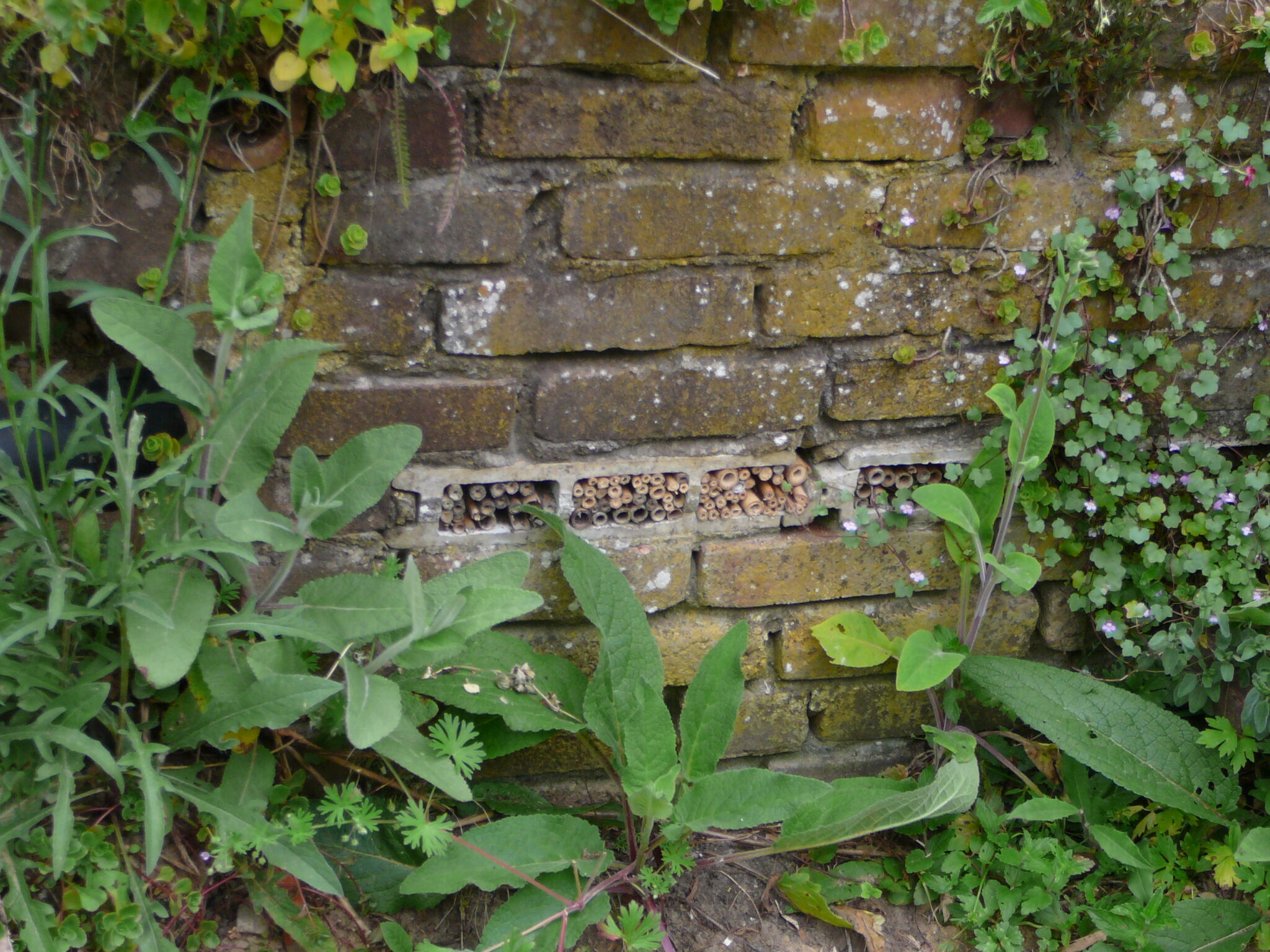 Rewilding, lezing door Cor van Esch - Oirschot