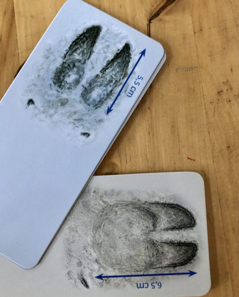 Sporen in de natuur. Speurtocht in de Zwartvoorden - IVN